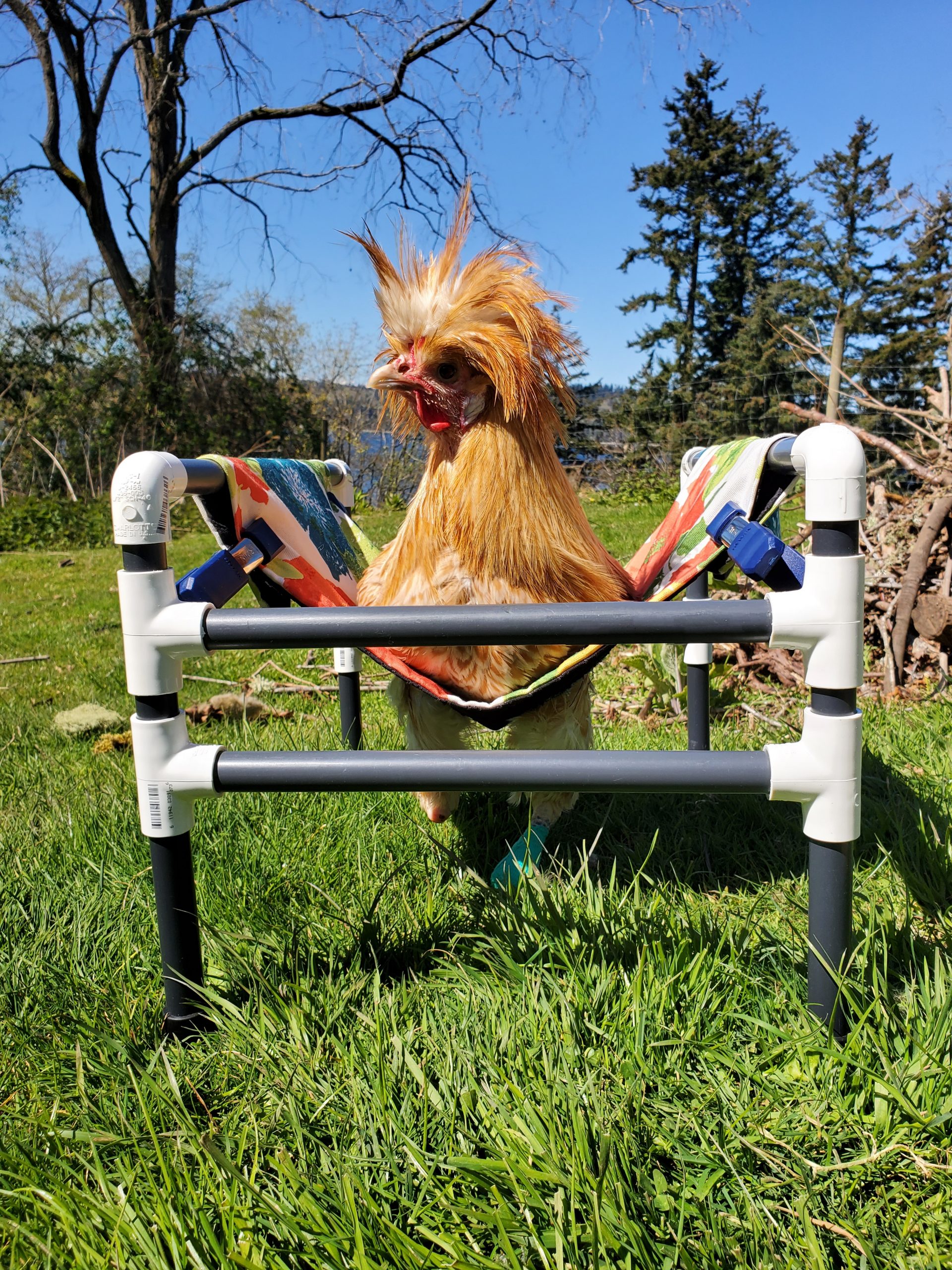 Caring for Special Needs Chickens - Backyard Poultry